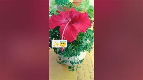 इथेच भेटतो मनाला विसावा😇🤩♥️🌺🍁 Love Hindisong फुलो वाली दूनिया Youtube