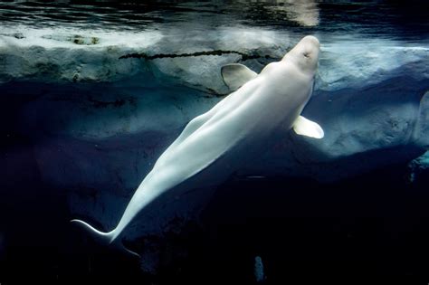 How Much Do Beluga Whales Eat A Day Patience Has Parker