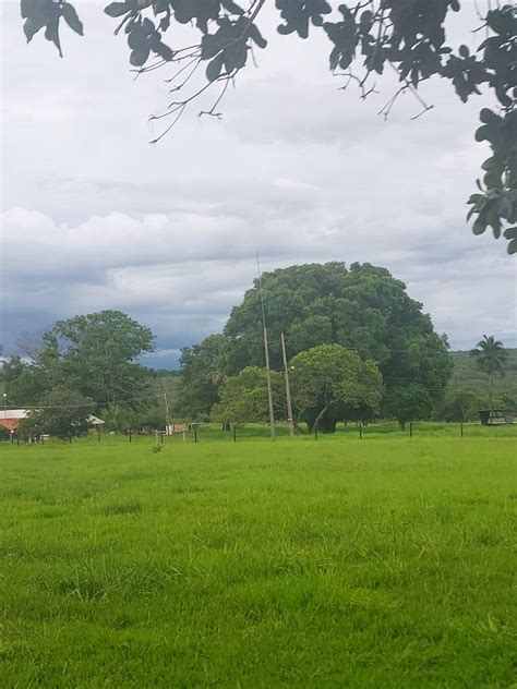 Fazenda A Venda Em Mato Grosso Fazendas Mato Grosso