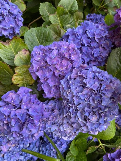 2021 Hydrangea Planting Guide