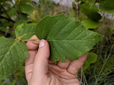 Landarch 592a Upland Deciduous Canopy Trees Week Two Landscape Design