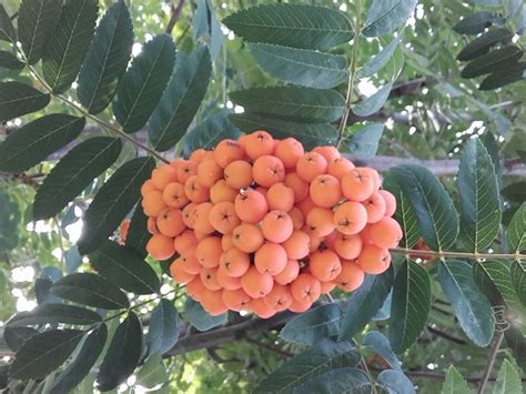 Berkenye Kertlap Kertészeti Magazin And Kertészeti Tanfolyamok