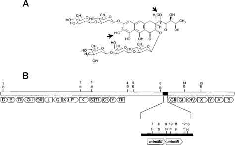 A Structure Of Mithramycin The Two Methyl Groups Introduced By