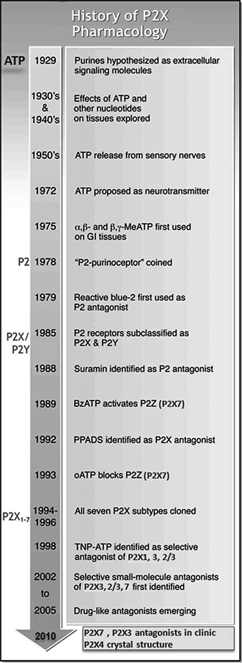 The Discovery Of Atp Signaling And P2x Receptor Subunits Major