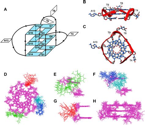 Three Dimensional Structure Of The Aptamer Pea1 20 Pdb Id 7e5p A Download Scientific