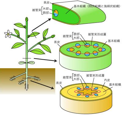植物の基本構造