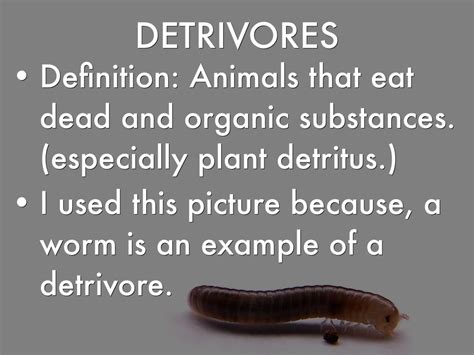 Detrivore Examples