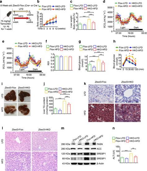 Hepatocyte Specific Zbed3 Deficiency Reduced Hfd Induced Hepatic