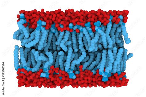 A Cross Section Through A Biological Membrane Lipid Bilayer