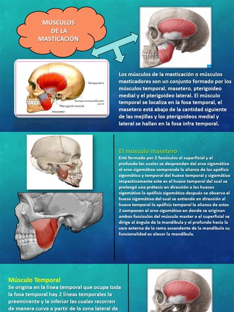 Músculos De La Masticación Pdf Pdf Músculo Esquelético Sistema
