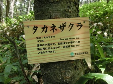 植物編のバラ科のタカネザクラ