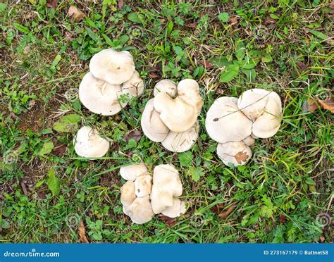Saprophytic Fungi Are Fruit Bodies That Destroy And Infect Wood And