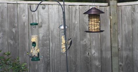 Rwhatbird Id Help Album On Imgur