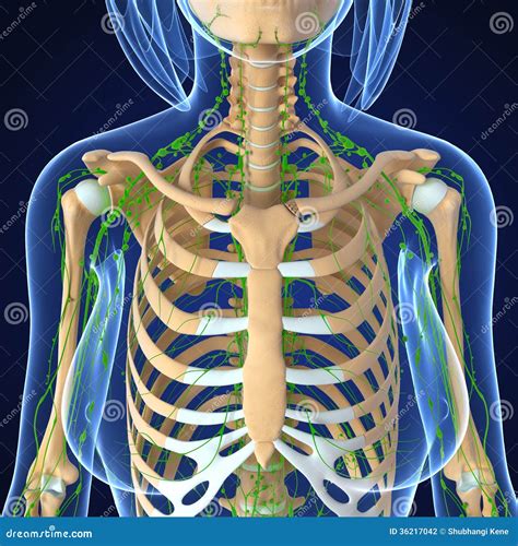 Female Lymphatic System X Ray Stock Illustration Illustration Of