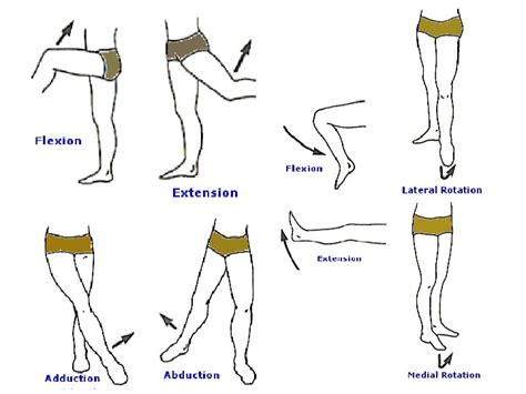 Muscular System Chapter 6 The 3 Muscle Types