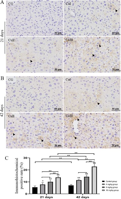 The Immunohistochemical Detection Of Lc3b At 21 A And 42 B Days Of