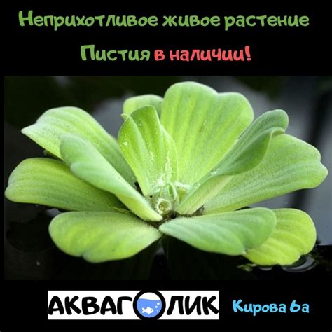 Неприхотливое аквариумное растение Пистия в наличии Пистия Pistia Stratiotes многолетнее