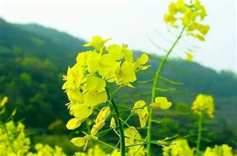 人间四月天，不负春光不负花