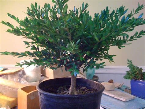 Bodhisattva Bonsai 2010