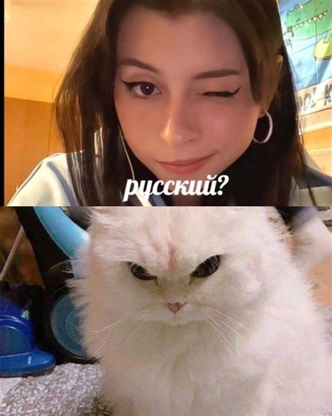 Создать мем кот милые котики коты Картинки Meme
