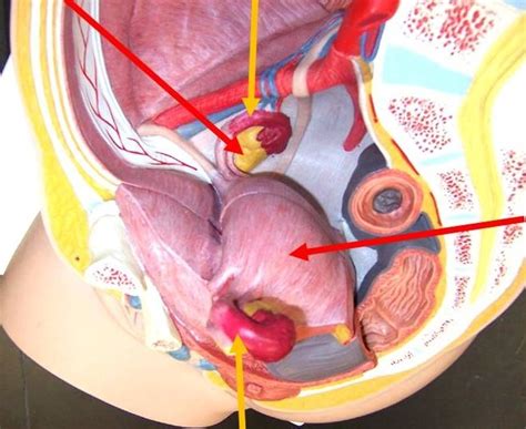 Aandp 1 Female Reproductive System Part 1 Practical 1 Diagram Quizlet