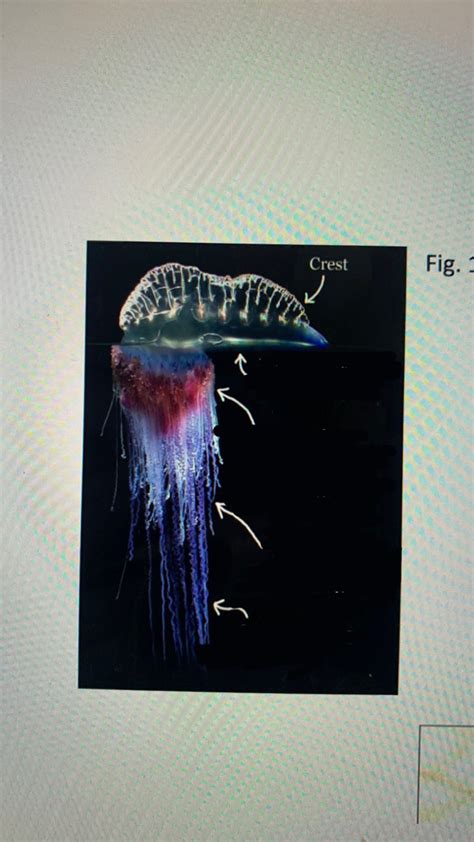 Lab Practical Diagram Quizlet