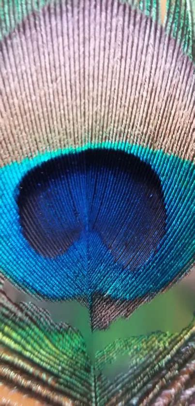 Vibrant Peacock Feather Art Free Download