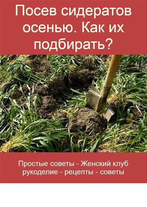 Сад и Дача Садовые идеи Сад Дача