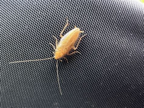 Spotted Mediterranean Cockroach Id And Key Facts