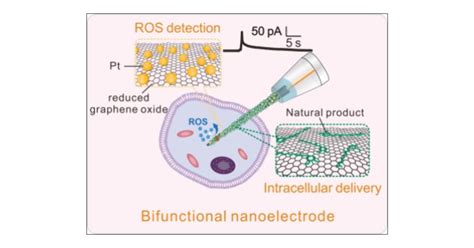 Construction Of A Bifunctional Nanoelectrode For Intracellular Natural