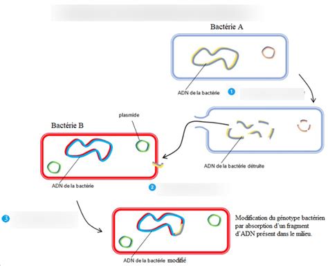 Dia 3 Principe De La Transformation Bactérienne Diagram Quizlet