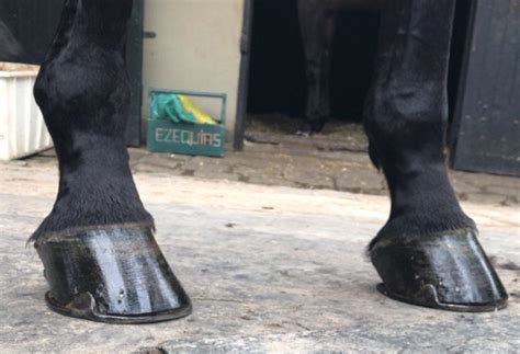 Saiba O Que é Preciso Para Tratar Uma Infecção No Casco Do Cavalo