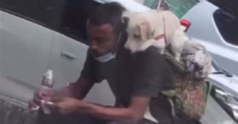 A volte chi possiede di meno ha molto di più l amore fra il cane e