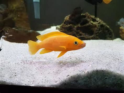 Lamprologus Leleupi Orange Tanganyikan African Cichlids 5cm Sims