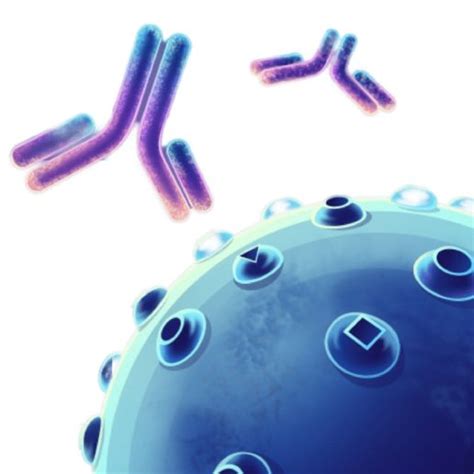 Sino Biological Europe Gmbh Recombinant Antibodies And Mimetics Database