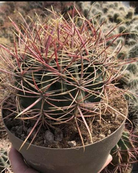 Ferocactus Acanthodes R Houseplants