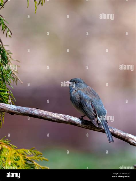 State Coloured Junco Perched On A Tree Branch With A Soft Brown
