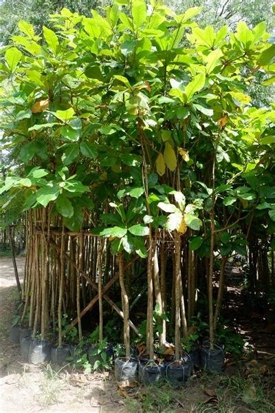 ต้นหูกวาง โดยสวนเสถียรพันธุ์ไม้ อ บ้านนา จ นครนายก รหัสสินค้า 353322