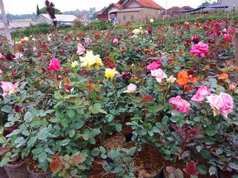 Pemandangan Taman Bunga Mawar 10 Taman Bunga Terindah Di Indonesia