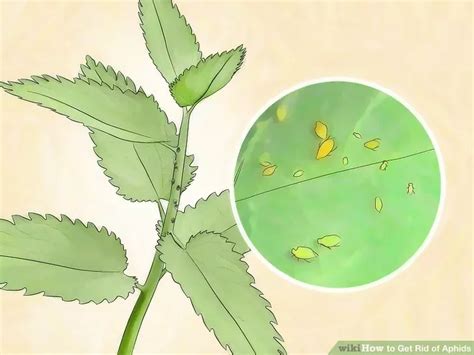 Ways To Get Rid Of Aphids Artofit