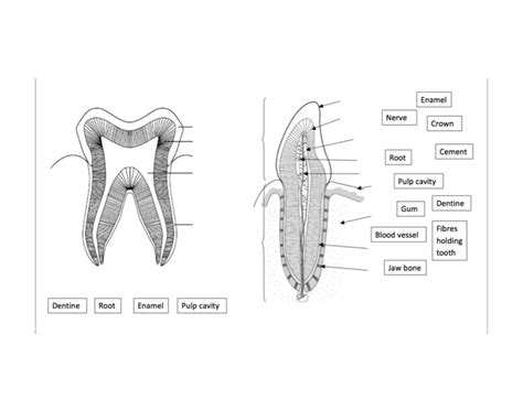 Parts Of A Tooth Igcse Quiz