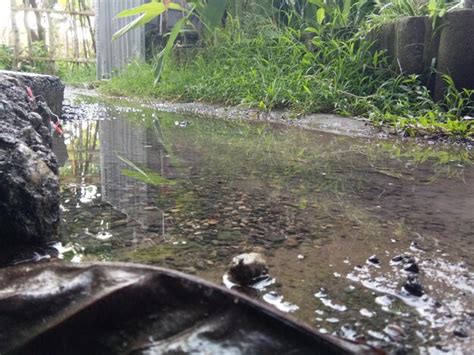 Premium Photo In Selong