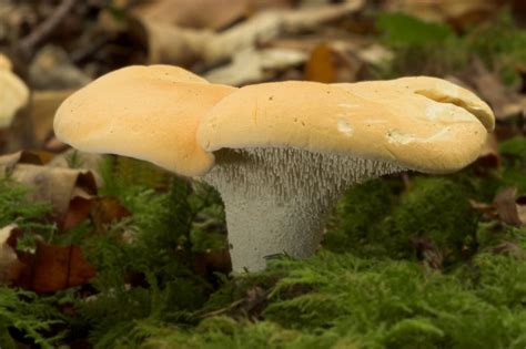 Ежовик жёлтый (Hydnum repandum) фото и описание