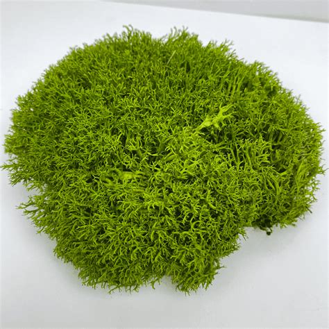 Стабілізований мох Ягель №004 в упаковці 50 г Lime Green Qm004 4 • Краща ціна в Києві Україні