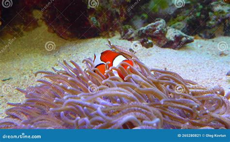 Clown Fish Anemonefish Amphiprion Ocellaris Swim Among The Tentacles