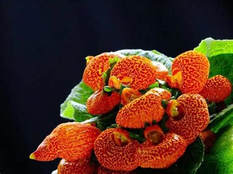 蒲包花花開有時174 每日頭條