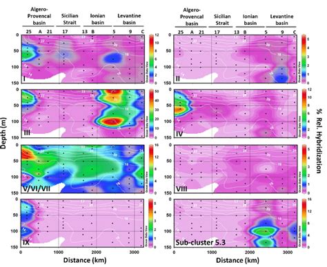 Vertical Distribution Of Different Phylogenetic Groups Of Synechococcus