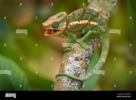 Chameleon Dance On The Leg Globe Horned Chameleon Calumma Globifer