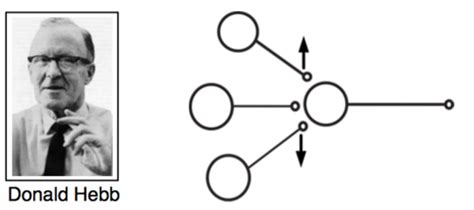 Synaptic Plasticity Flashcards Quizlet