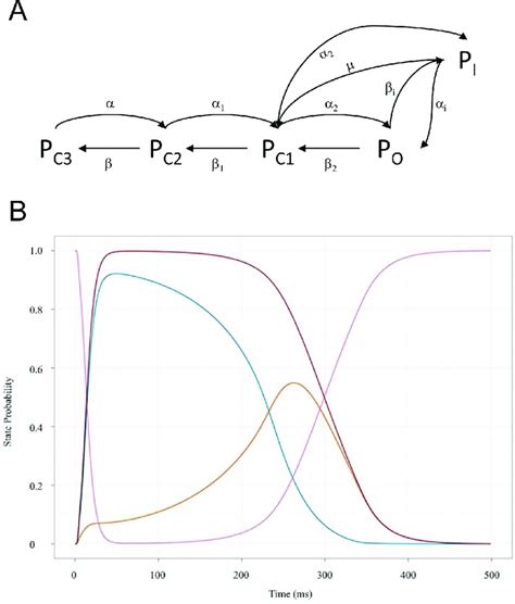 A Markovian State Transition Behavior Exemplified For The Human